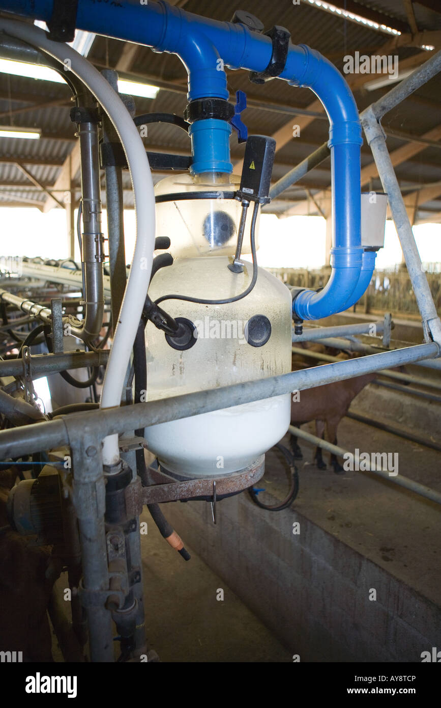 Machine à traire en barn Photo Stock - Alamy