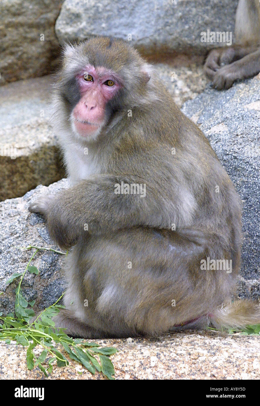 Makake singe Banque de photographies et d’images à haute résolution - Alamy
