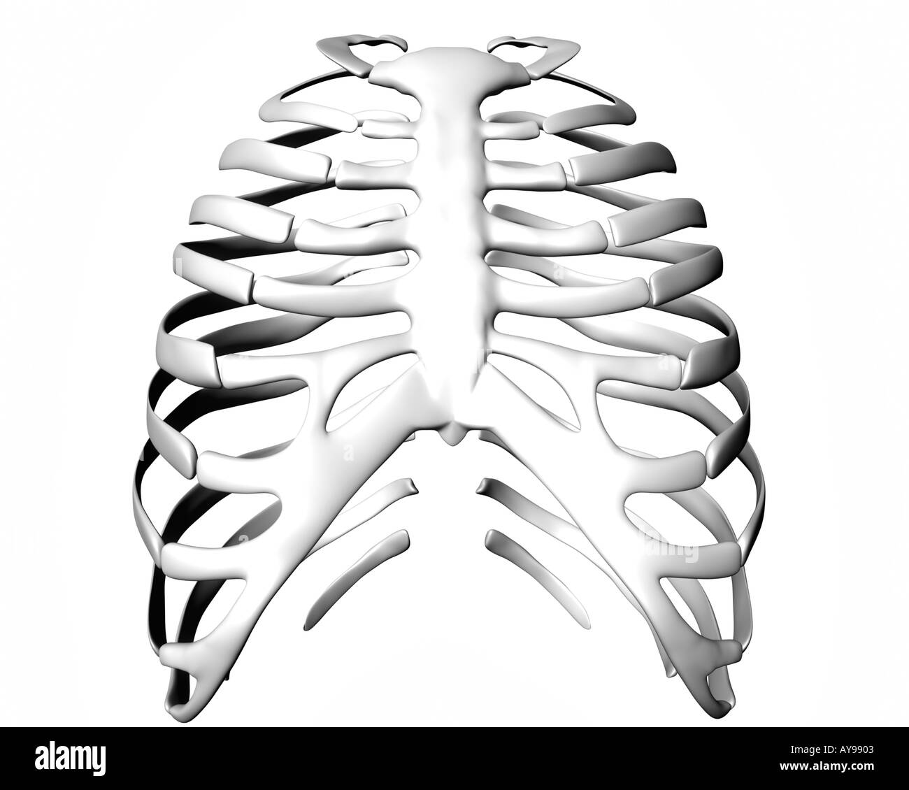 Rib cage anatomical Banque d'images noir et blanc - Alamy