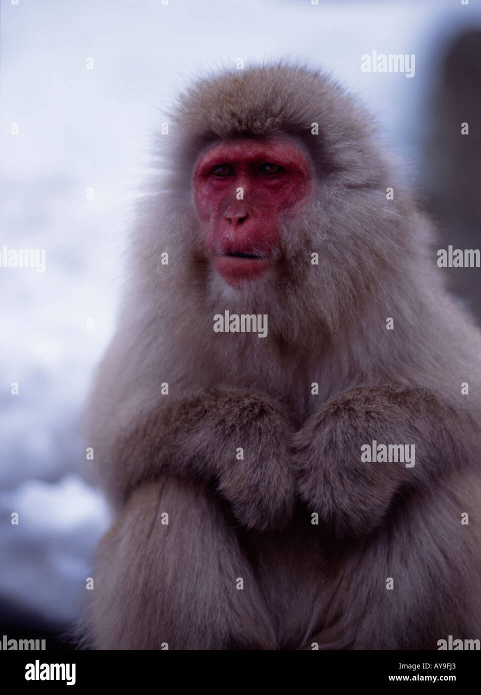 Tête de singe Banque de photographies et d’images à haute résolution ...
