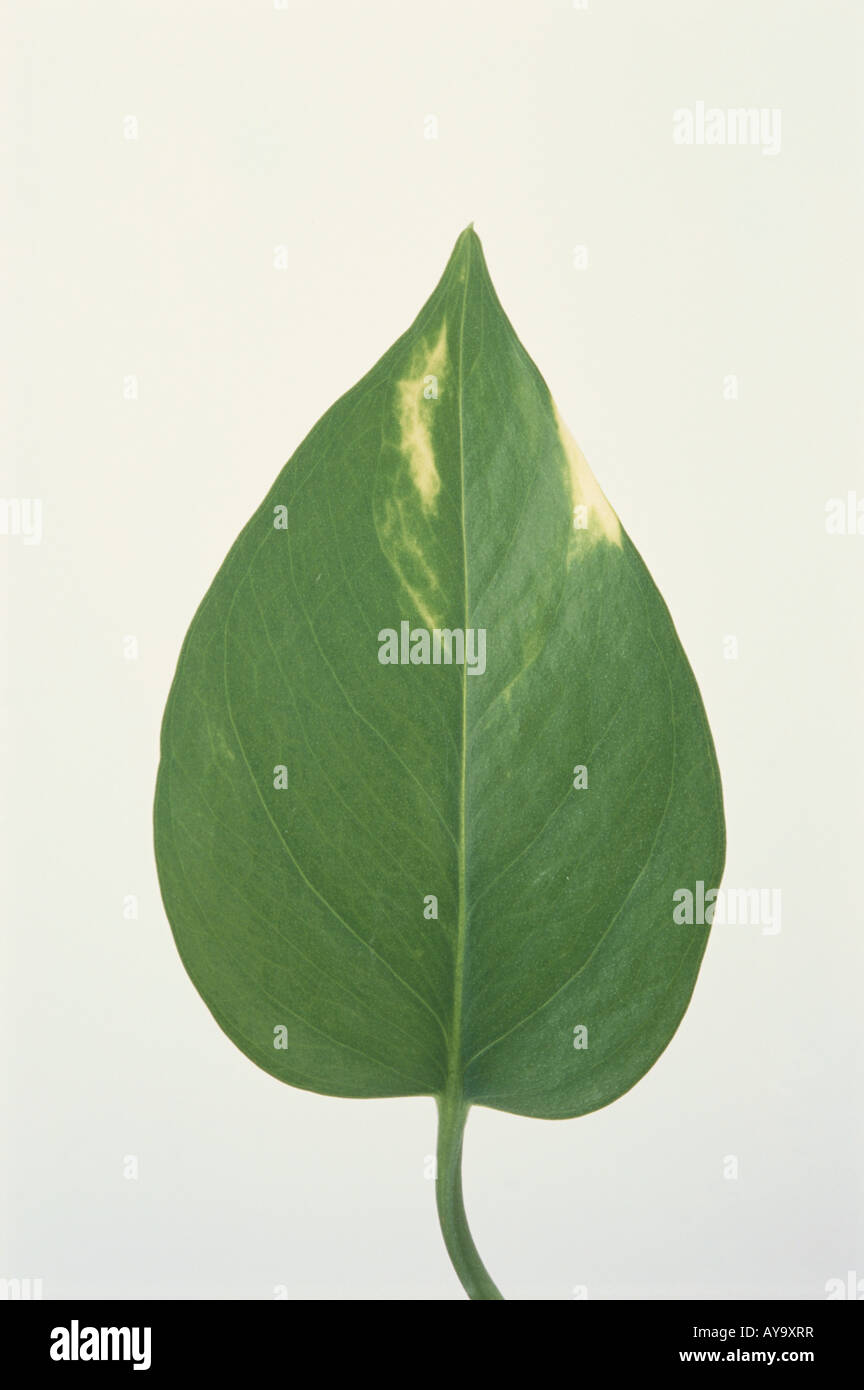 Limbe folaire Banque de photographies et d’images à haute résolution ...