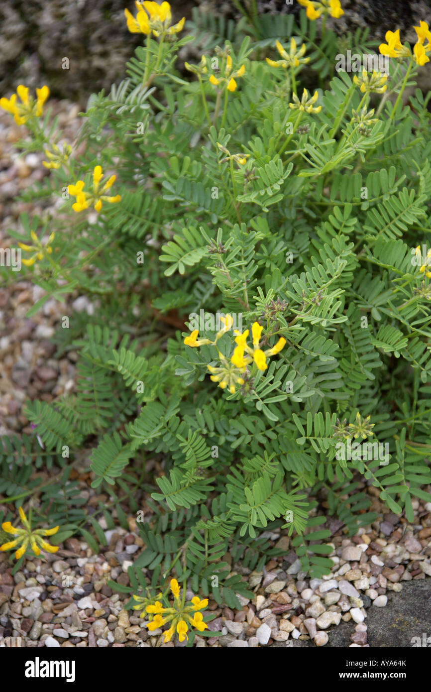 Hippocrepis balearica Banque de photographies et d’images à haute ...