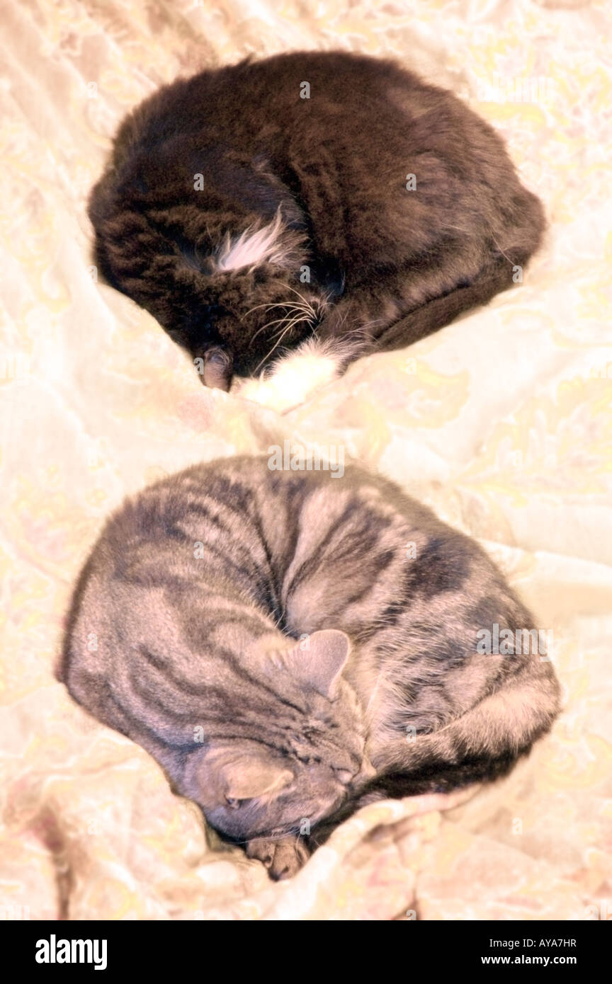 Les chats endormis Banque de photographies et d’images à haute ...