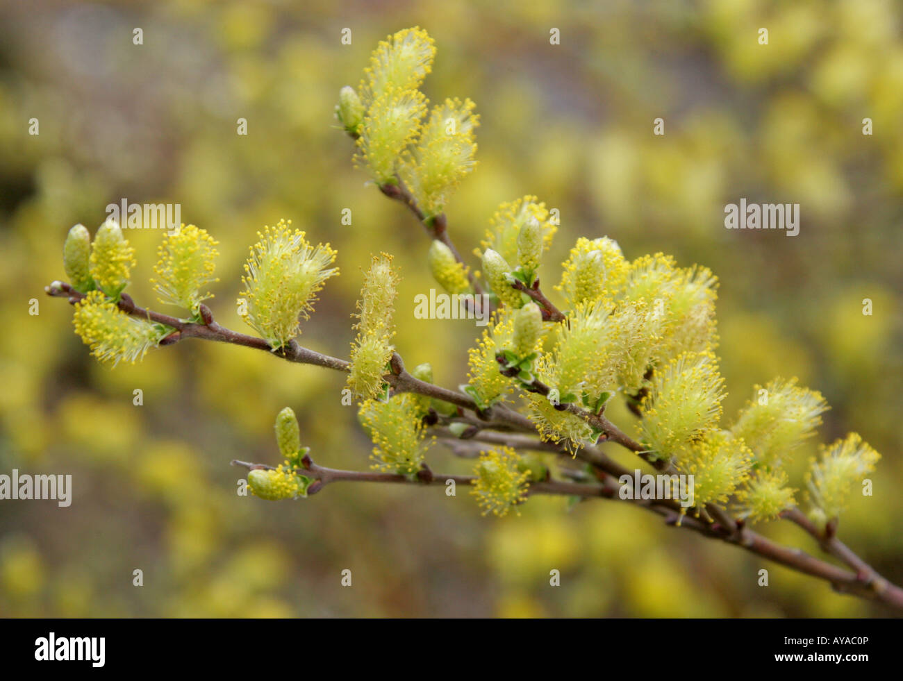 Salix Repens Banque d'image et photos - Alamy