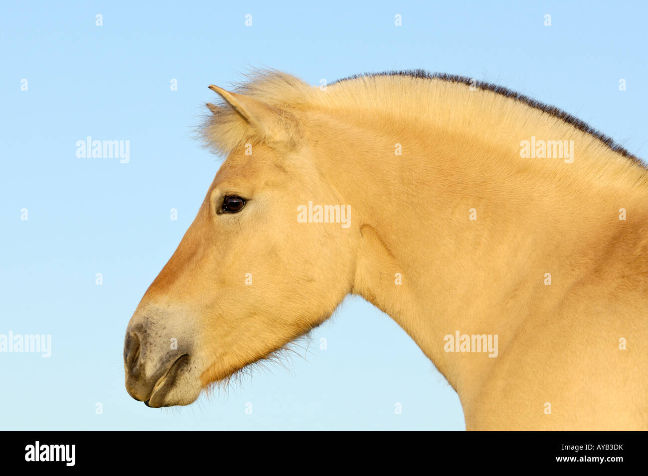 Visage de cheval Banque de photographies et d’images à haute résolution ...