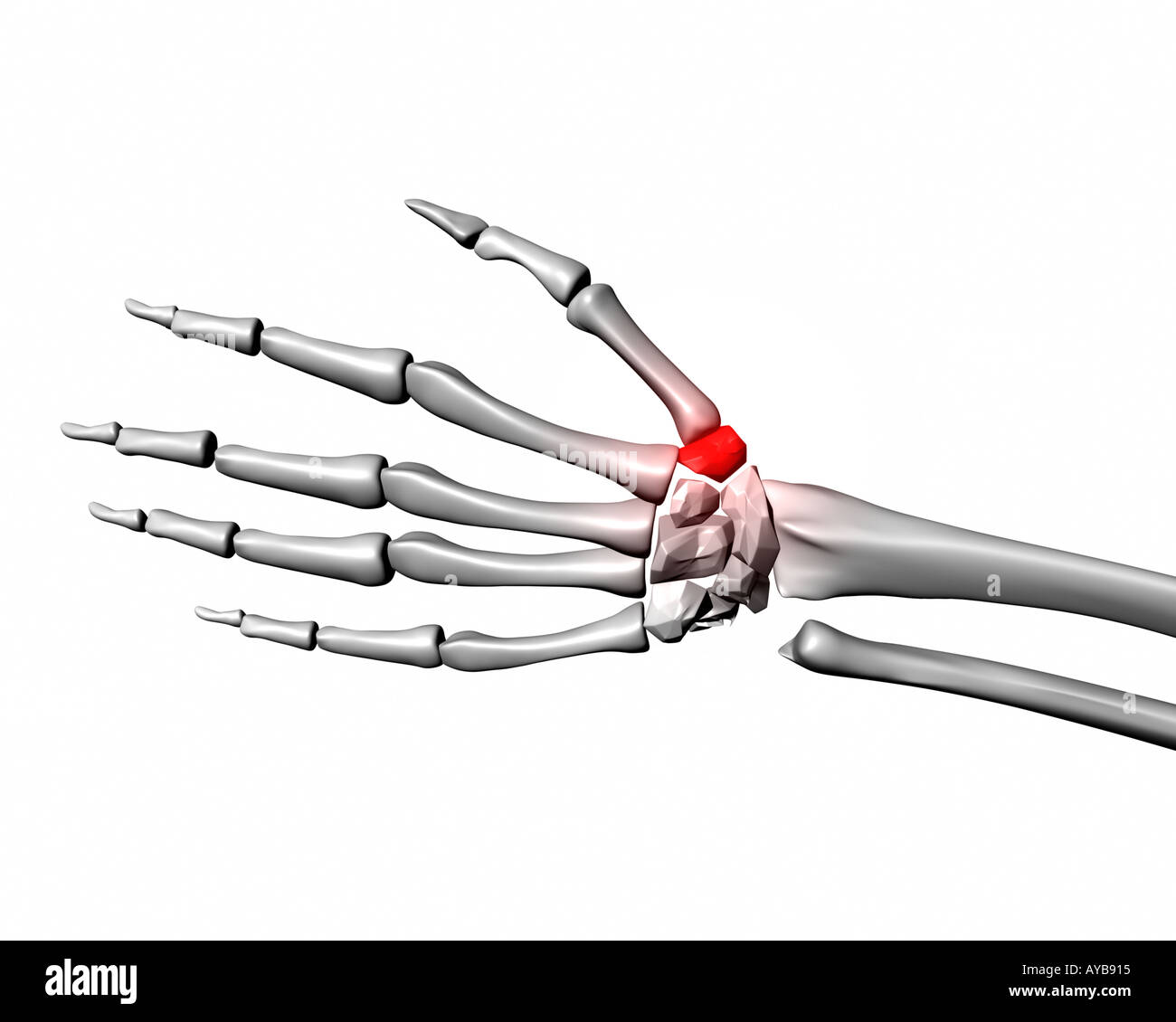 Trapezium skeleton hand Banque de photographies et d’images à haute ...