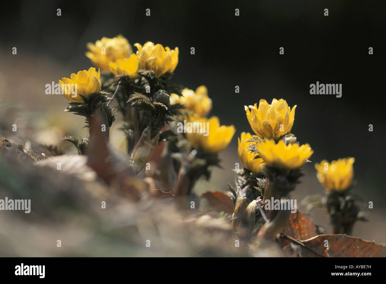 Adonis amurensis Banque de photographies et d’images à haute résolution ...