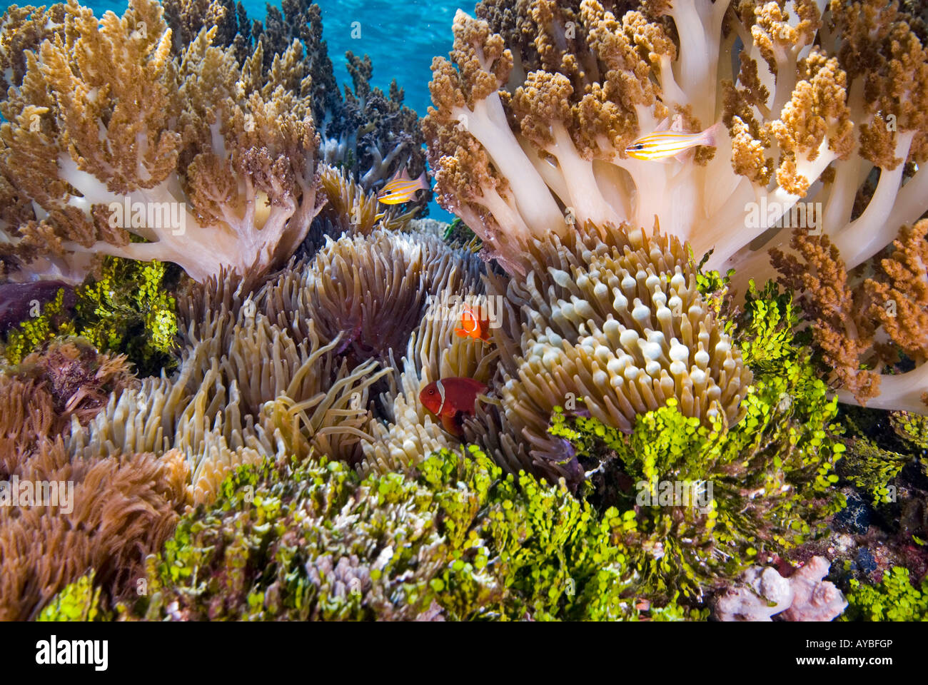 Premnas biaculeatus poisson clown joue de la colonne vertébrale et ...