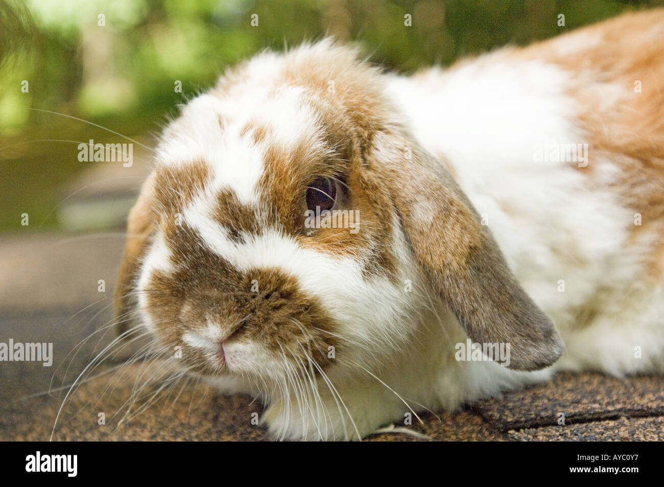 Lapin flop Banque de photographies et d’images à haute résolution - Alamy