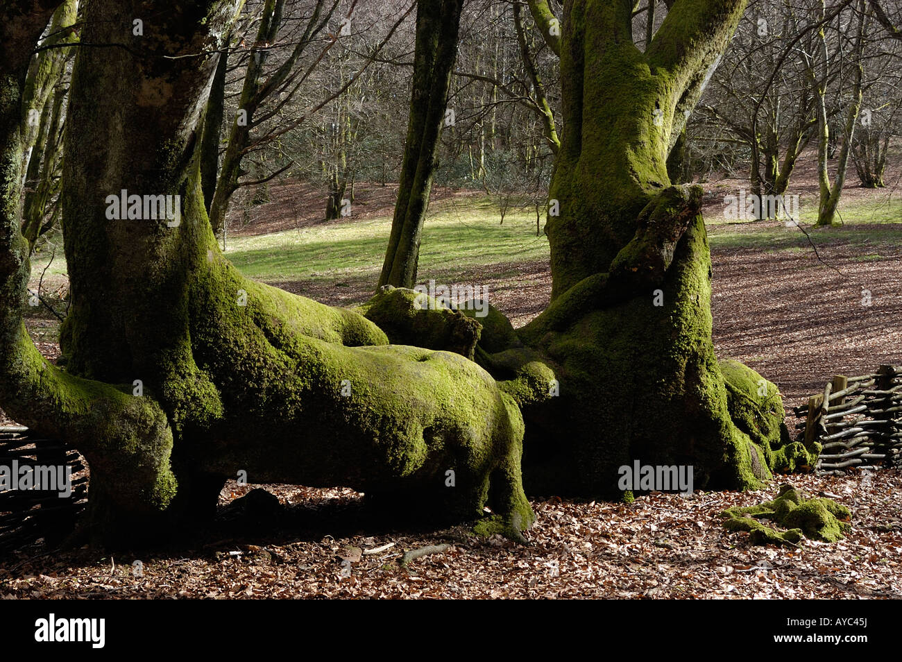 Gaulois celtique Banque de photographies et d’images à haute résolution ...