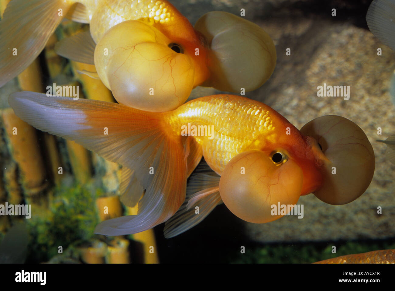 Bulle oeil poisson rouge carassius auratus Banque de photographies et d ...