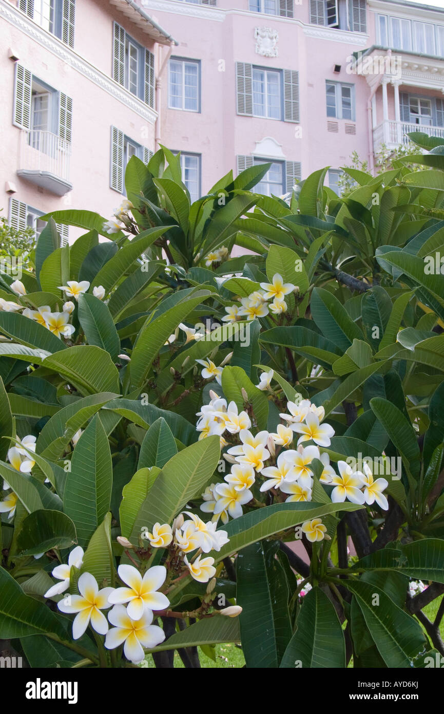 Plumeria alba Banque de photographies et d’images à haute résolution - Alamy