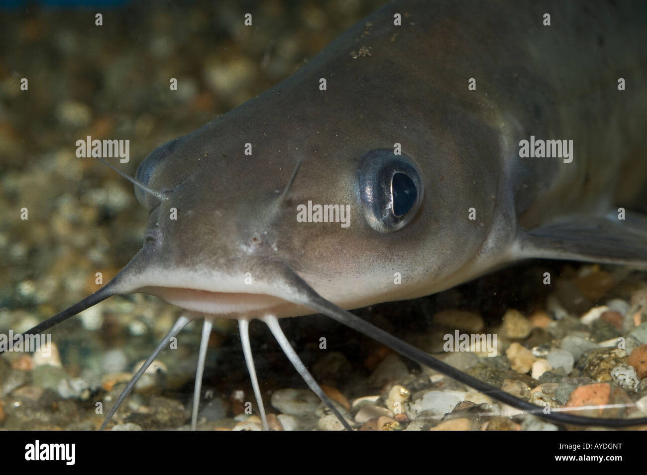 Clarias gariepinus Banque de photographies et d’images à haute ...