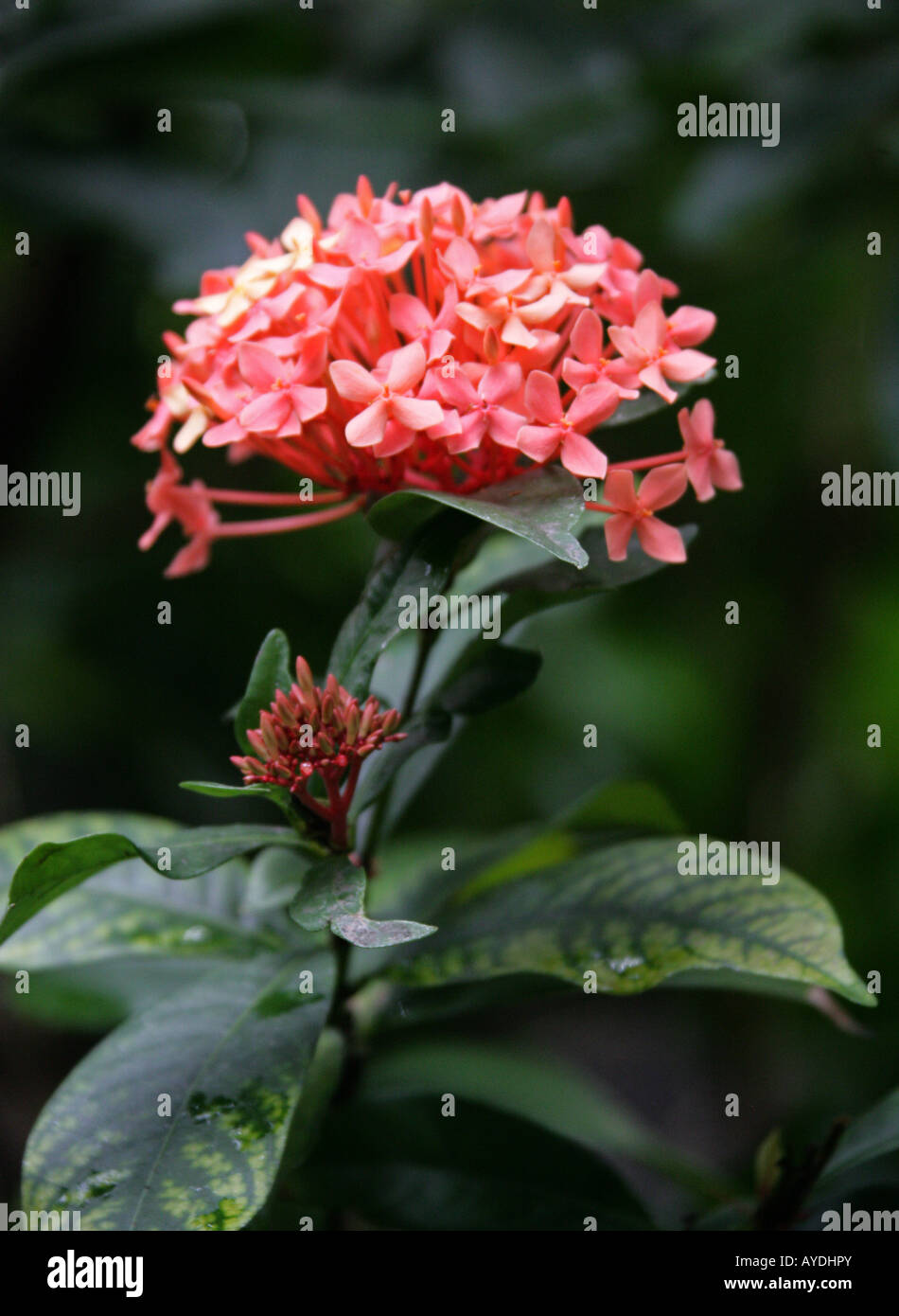 Géranium Jungle aka Flamme de la forêt ou jungle Flame Ixora coccinea ...