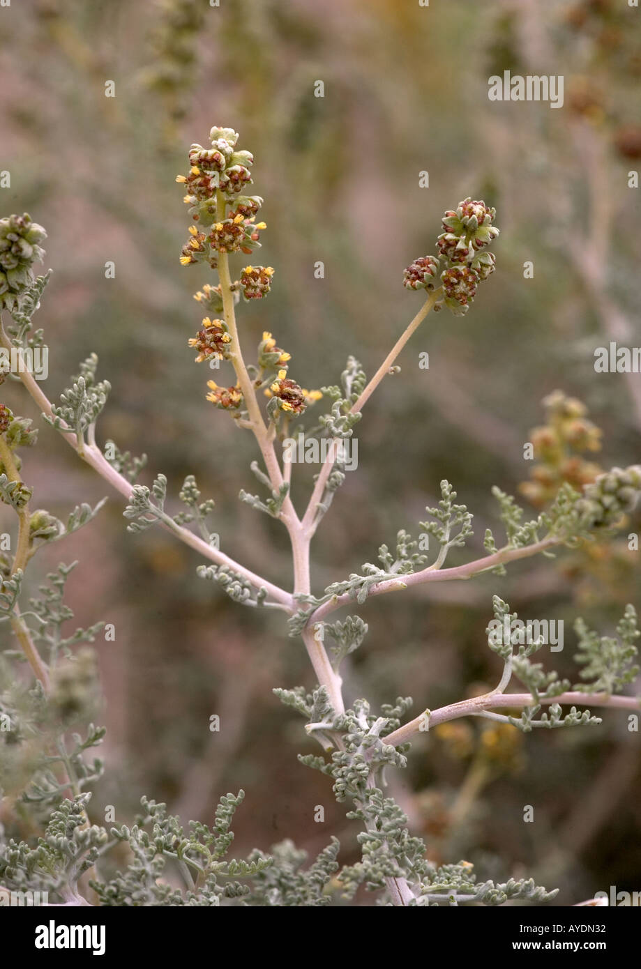 Burro weed Banque de photographies et d’images à haute résolution - Alamy