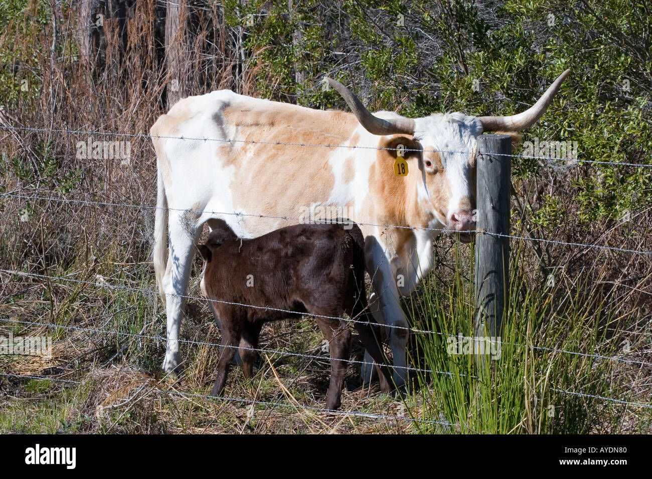 2 vaches en train de manger Banque de photographies et d’images à haute ...
