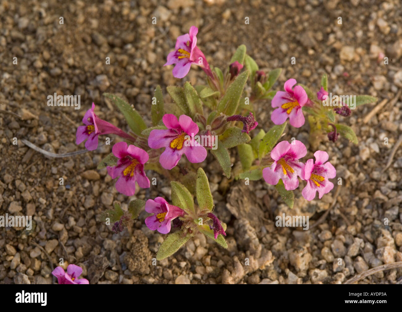 Mimulus mephiticus Banque de photographies et d’images à haute ...