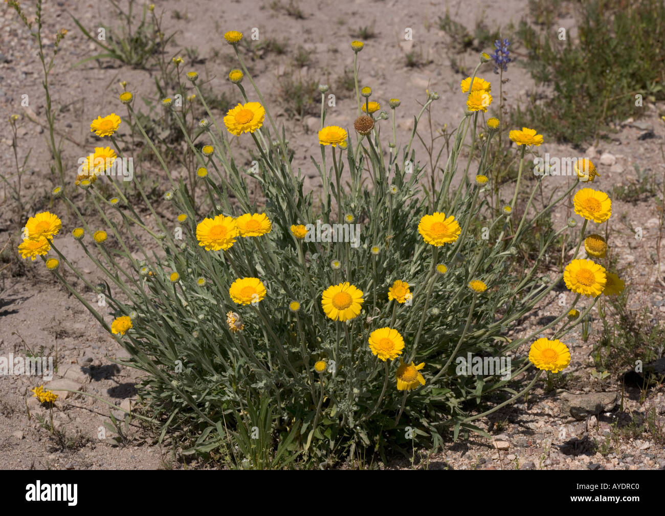 Desert marigold Banque de photographies et d’images à haute résolution ...