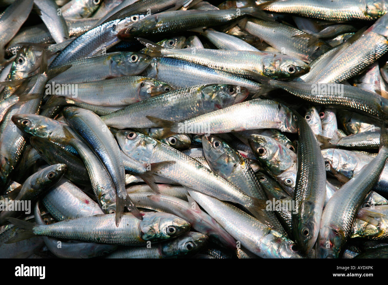 Sardine fish Banque de photographies et d’images à haute résolution - Alamy