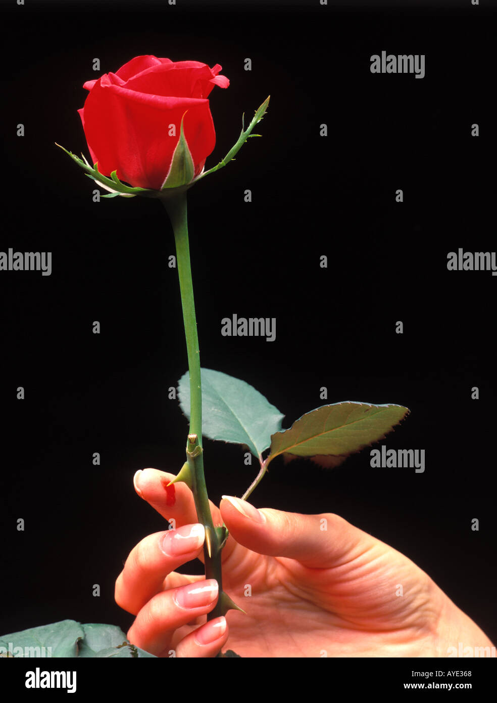 épine de rose Photo Stock - Alamy