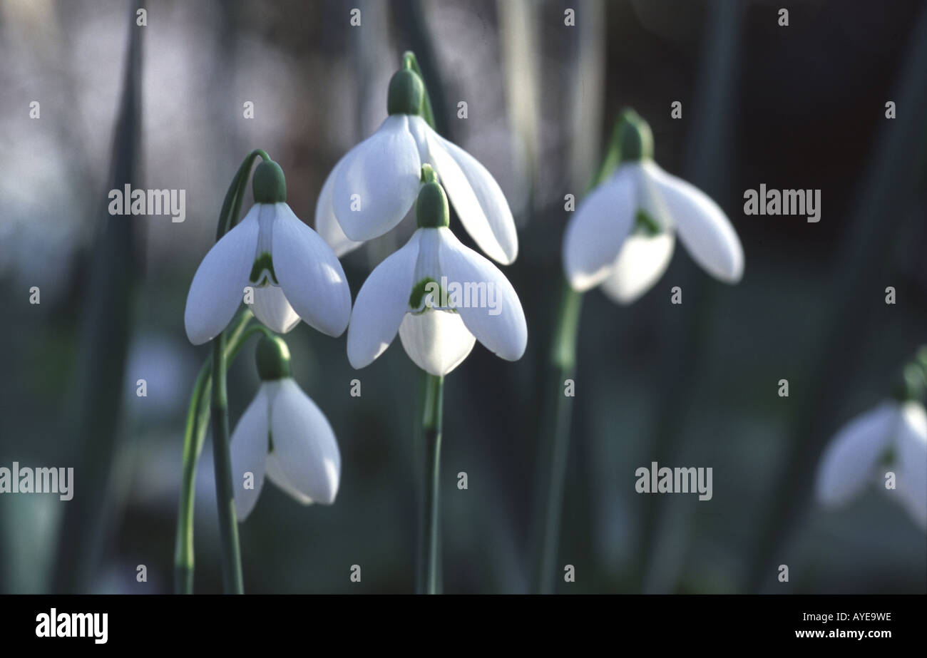 Galanthus sam arnott Banque de photographies et d’images à haute ...