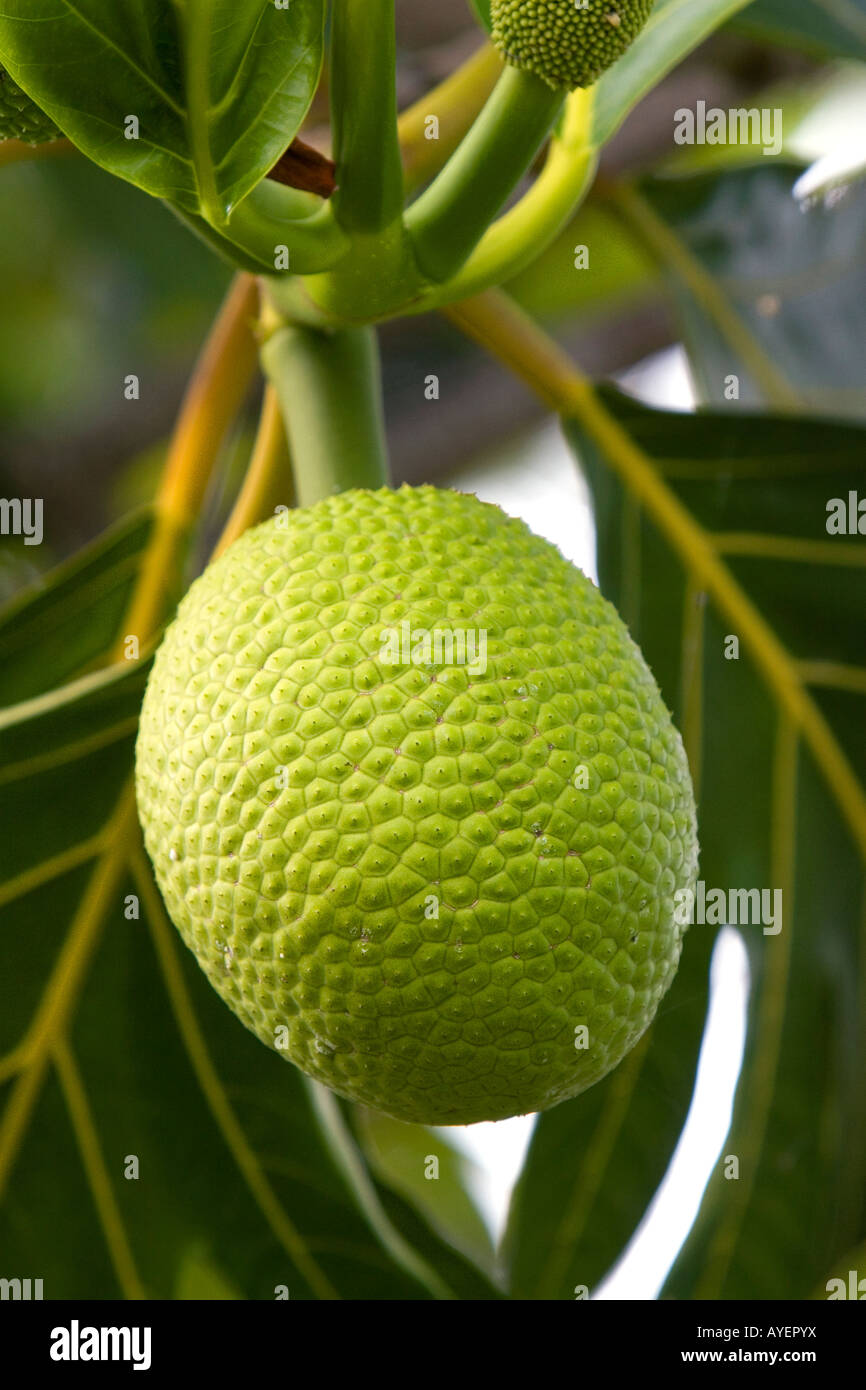 Arbre à pain Banque de photographies et d’images à haute résolution - Alamy