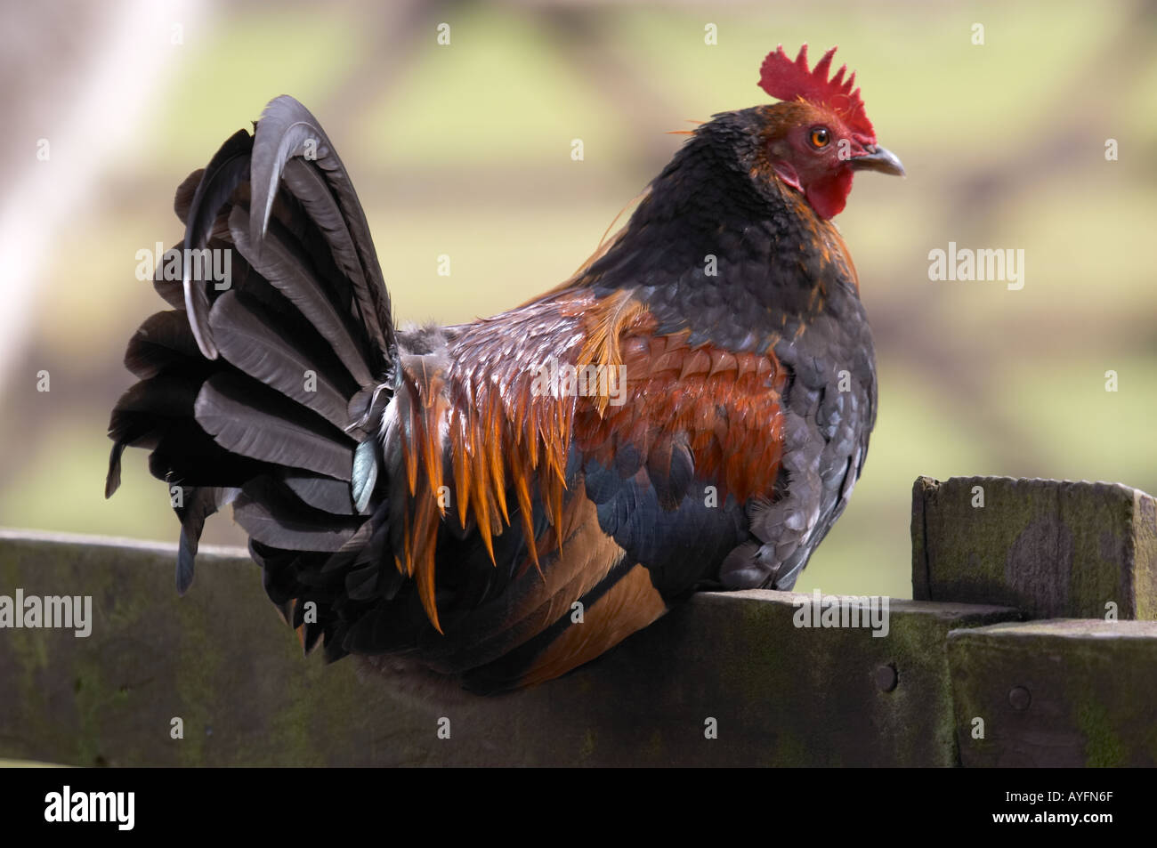 Jungle fowl Banque de photographies et d’images à haute résolution - Alamy