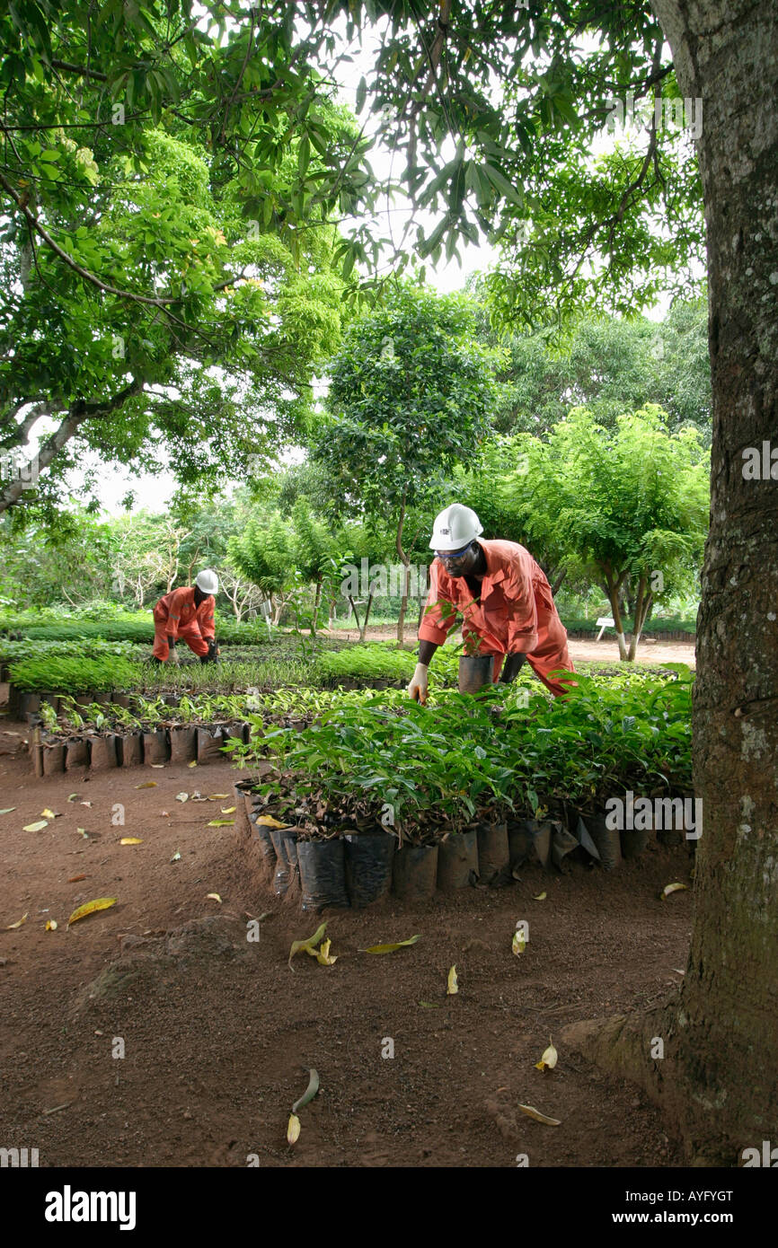 Horticulture environnementale avec des plantes de pépinières et les ...