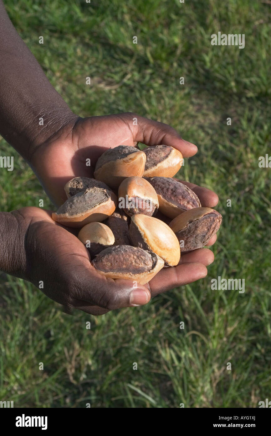 Tieghemella heckelli Banque de photographies et d’images à haute ...