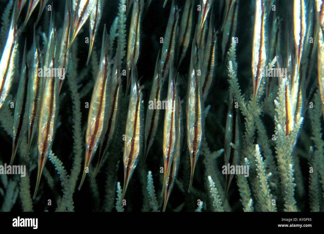 Aeoliscus strigatus Banque de photographies et d’images à haute ...