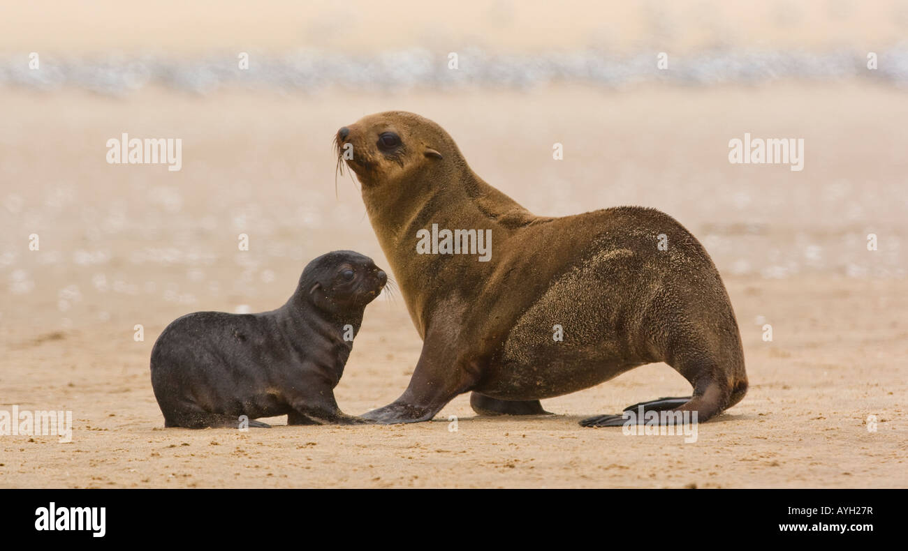 Loup marin Banque de photographies et d’images à haute résolution - Alamy