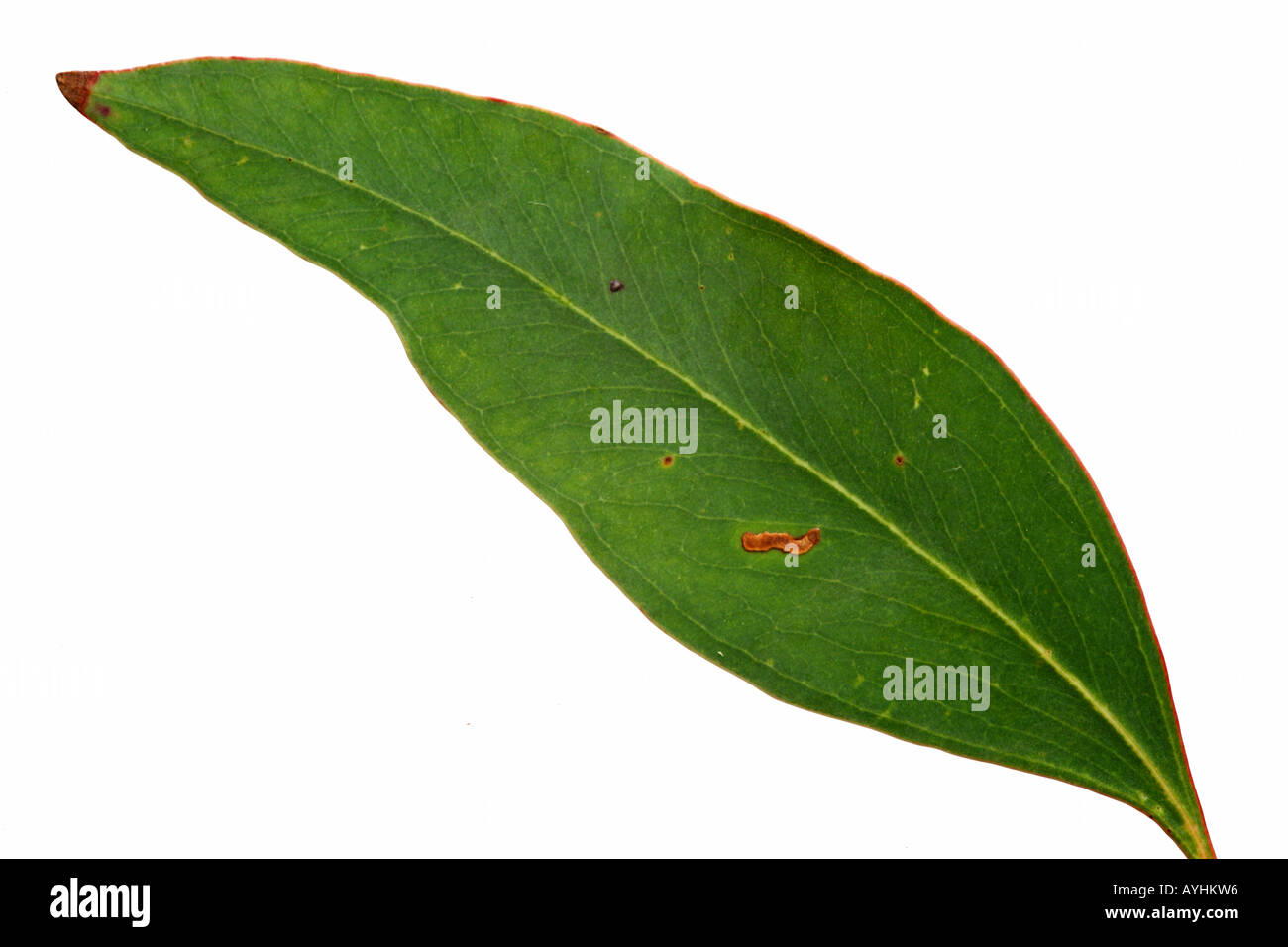 Australia native flora Banque d'images détourées - Alamy