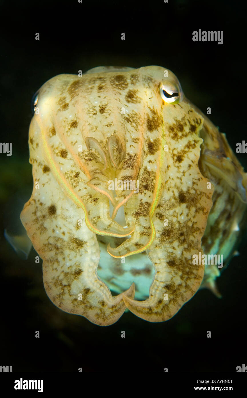 Oeil de seiche Banque de photographies et d’images à haute résolution ...