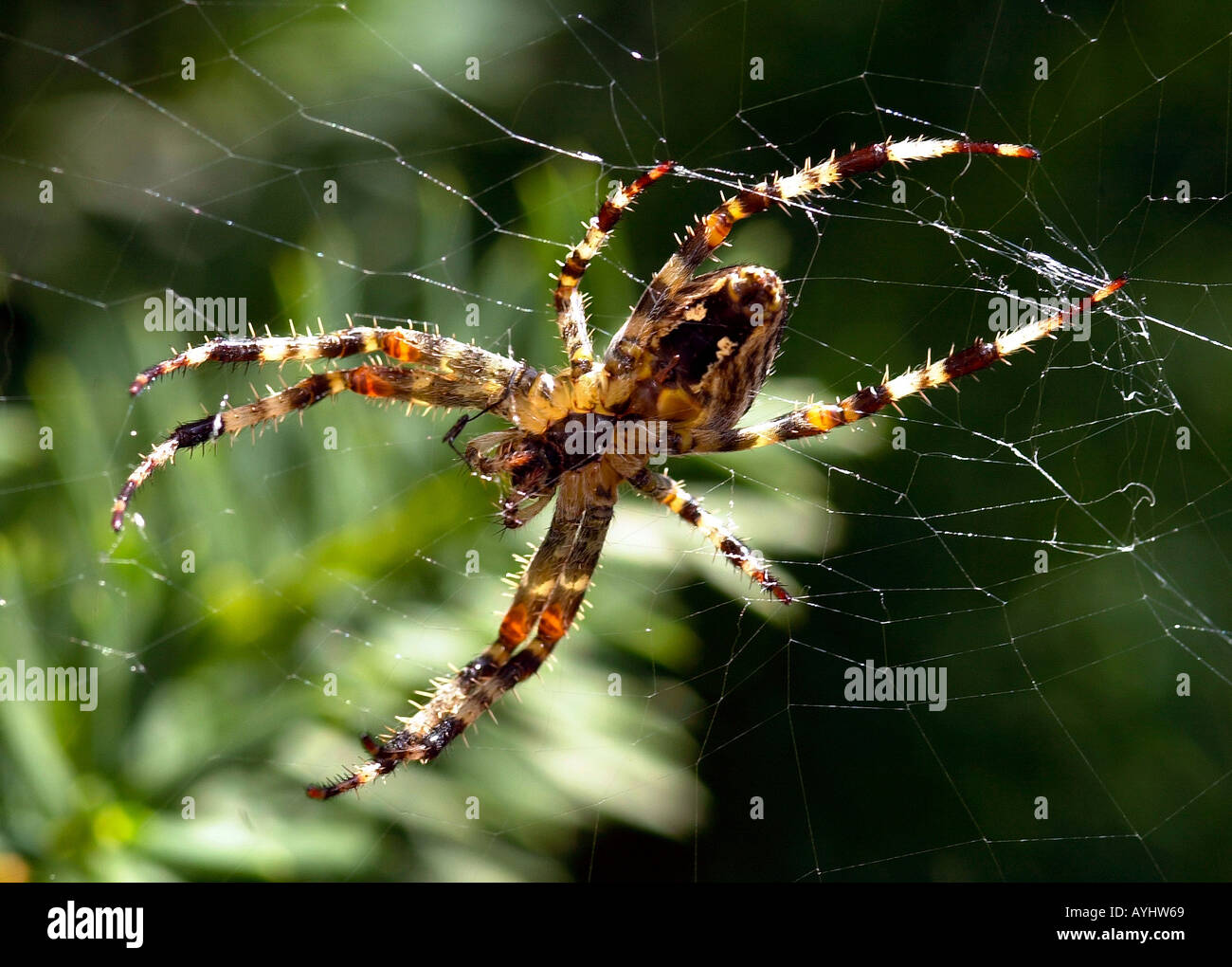 Echte spinne Banque de photographies et d’images à haute résolution - Alamy