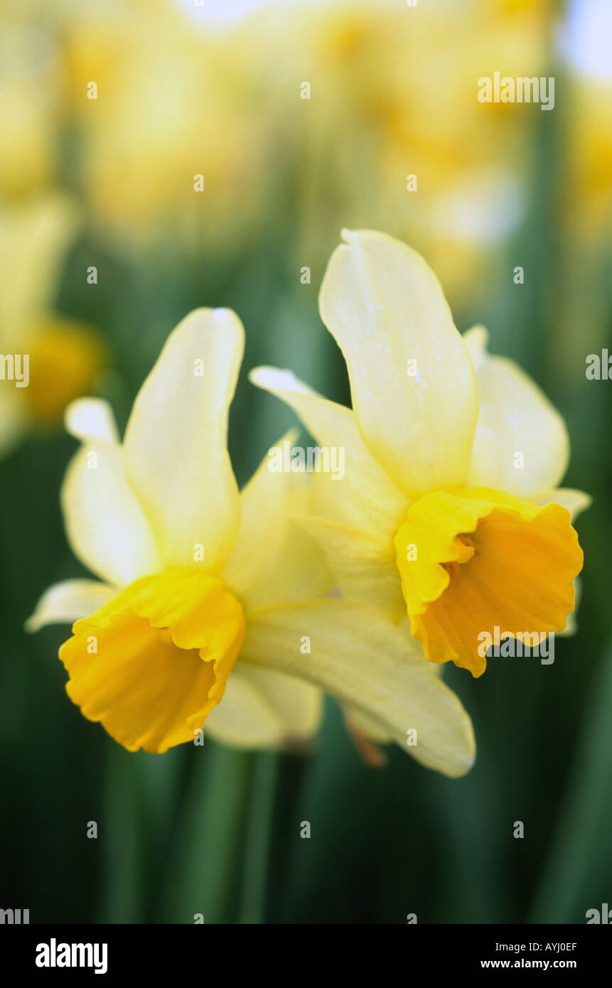 Narcisse eaton chanson Banque de photographies et d’images à haute ...