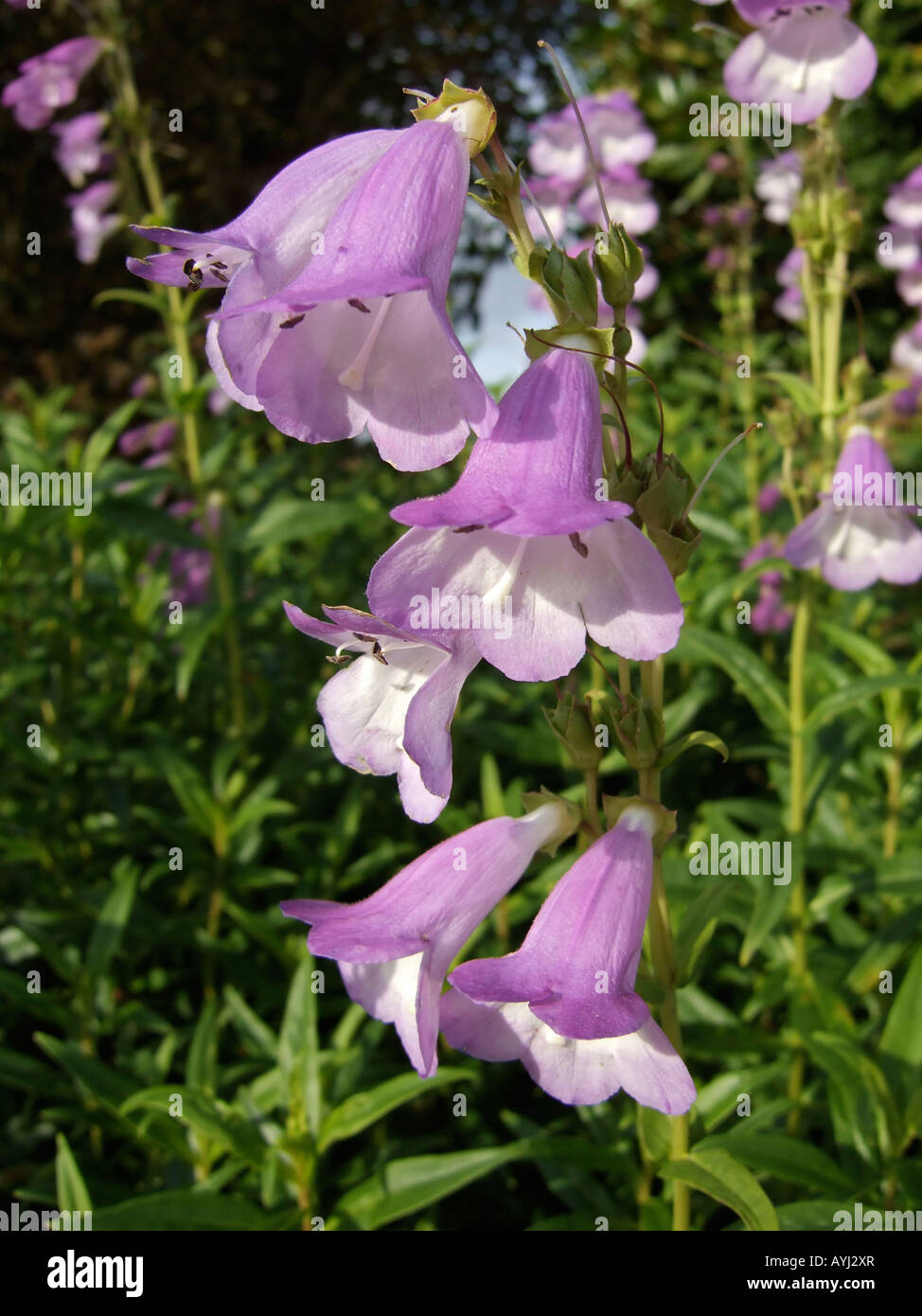 Fleur en forme de cloche rose et blanche Banque de photographies et d ...