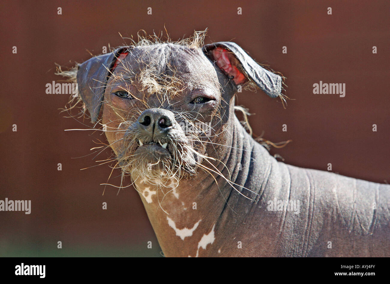 Homme moche Banque de photographies et d’images à haute résolution - Alamy