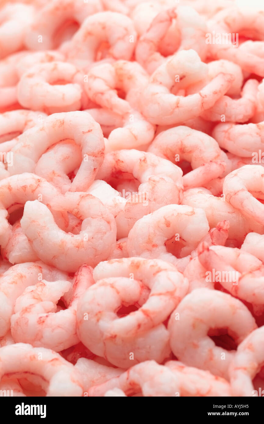 Crevettes roses Banque de photographies et d’images à haute résolution ...