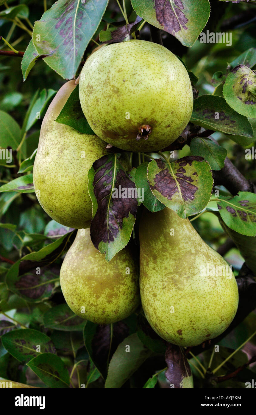 Poires gorham Banque de photographies et d’images à haute résolution ...