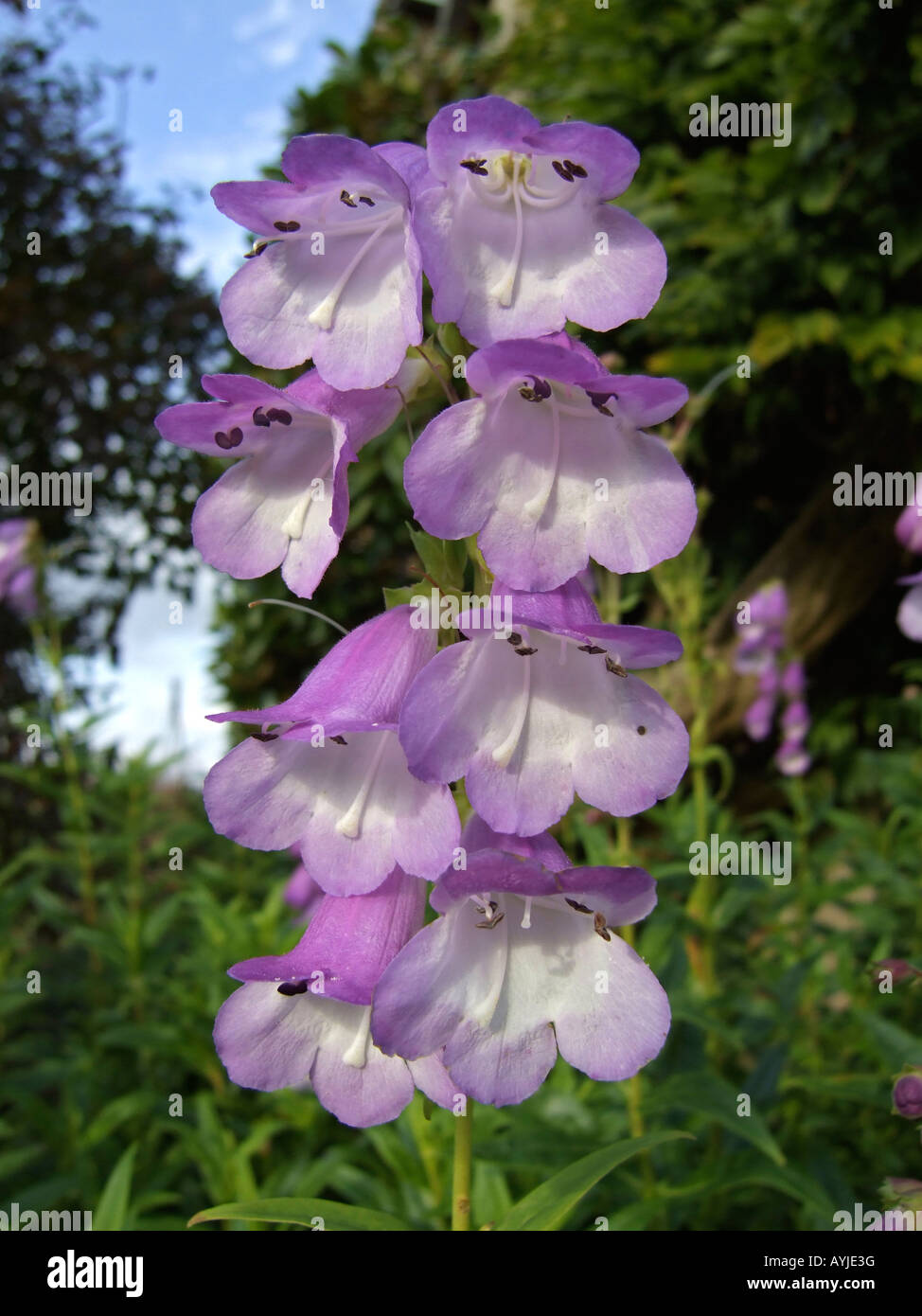 Fleurs en forme de clochette blanche Banque de photographies et d ...