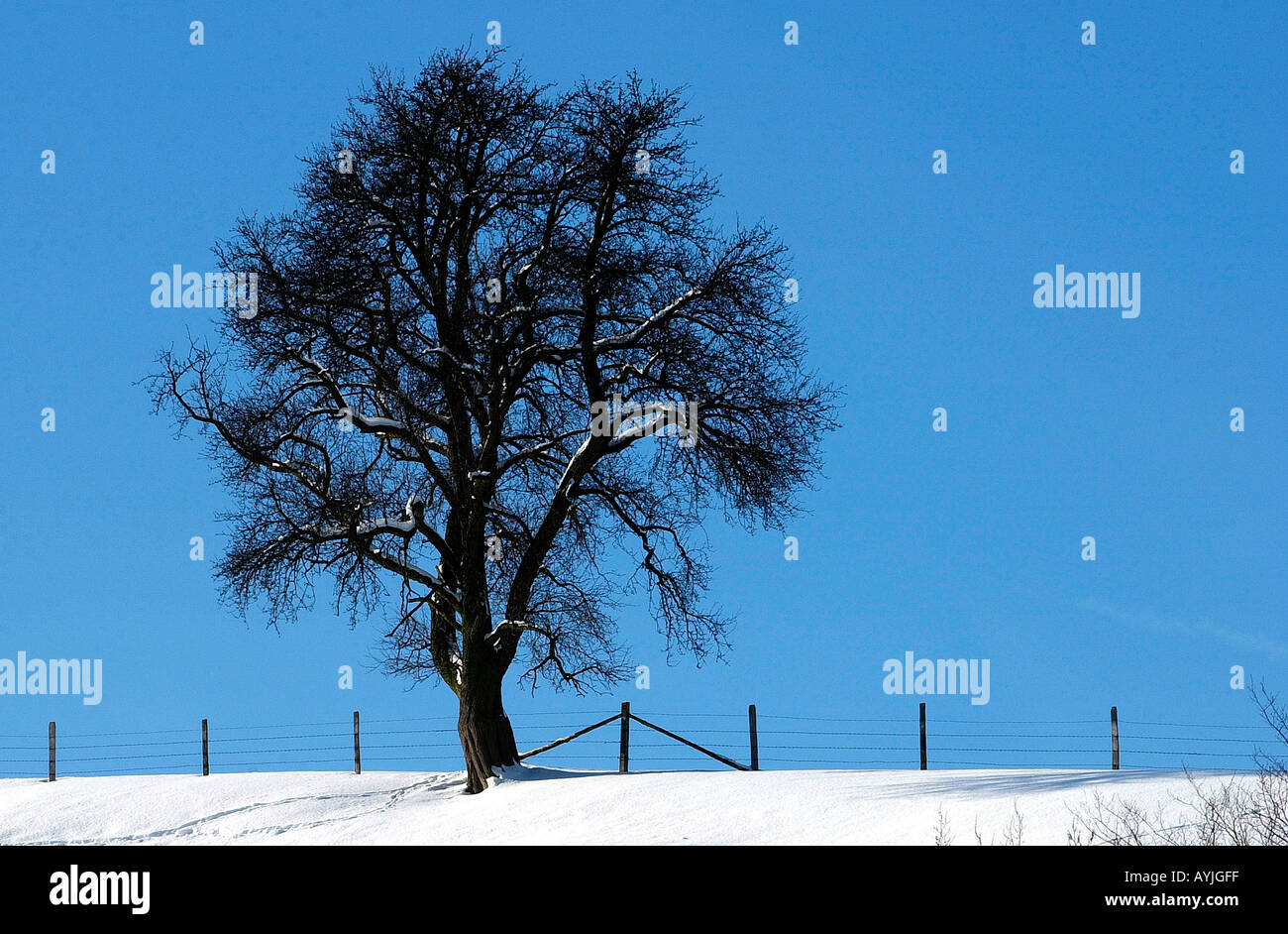 Baum weide Banque de photographies et d’images à haute résolution - Alamy
