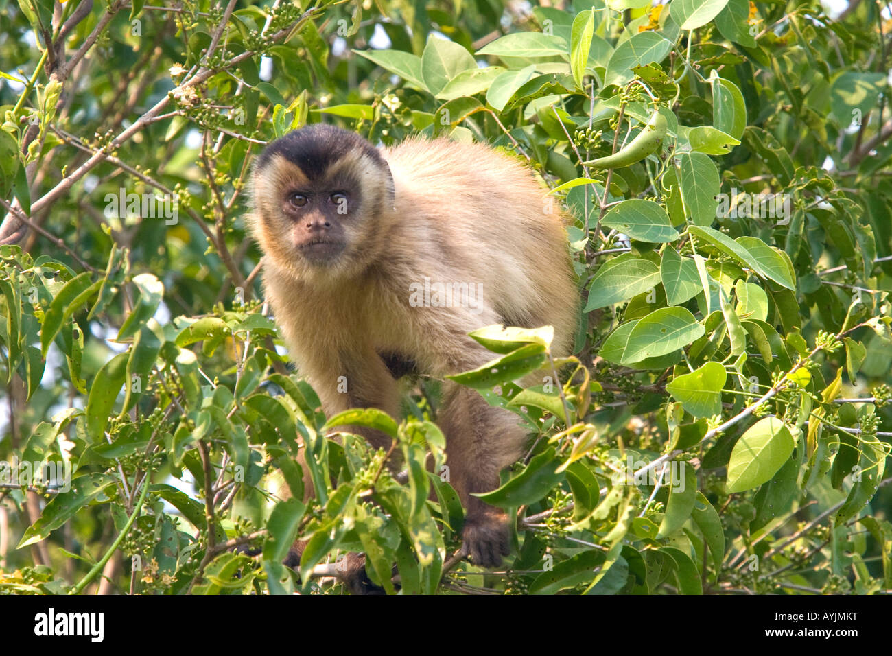 Singe capucin brun ou noir touffeté (également plafonné capucin, apella ...
