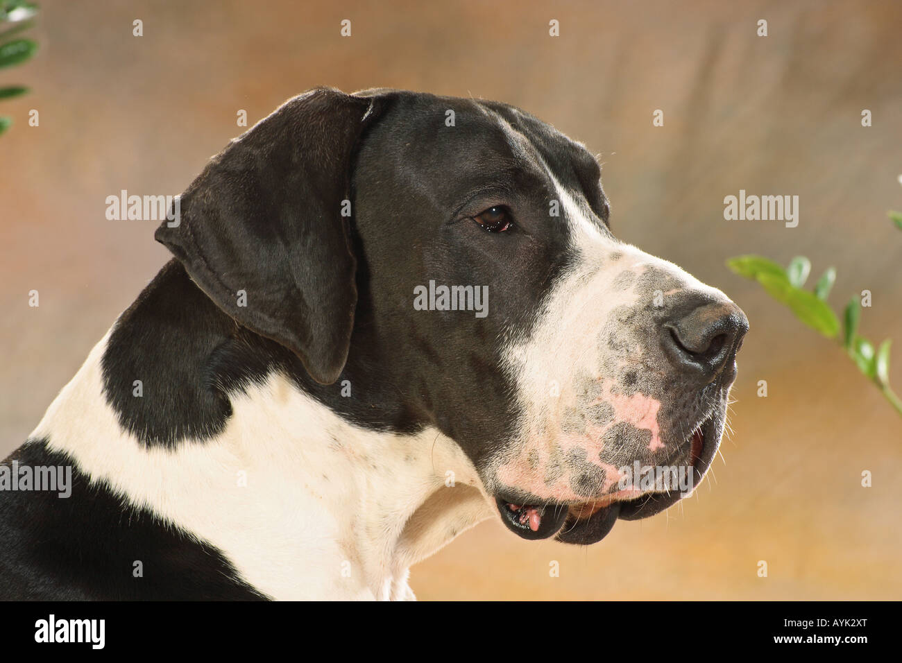 Grands chiens de grande taille Banque de photographies et d’images à ...