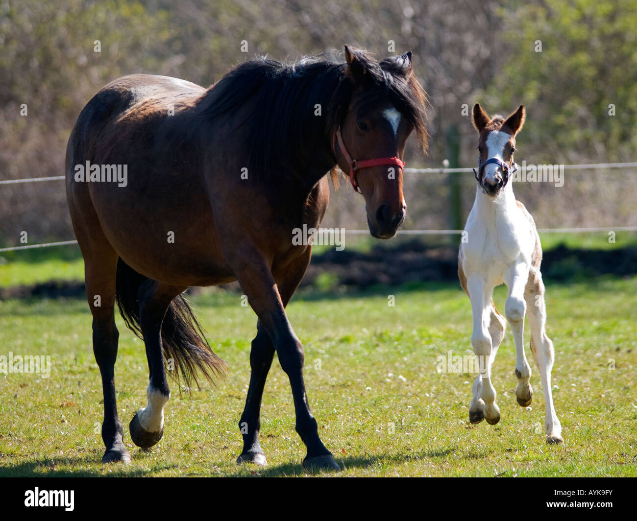 Poulain et jument dans un champ Banque de photographies et d’images à haute résolution - Alamy