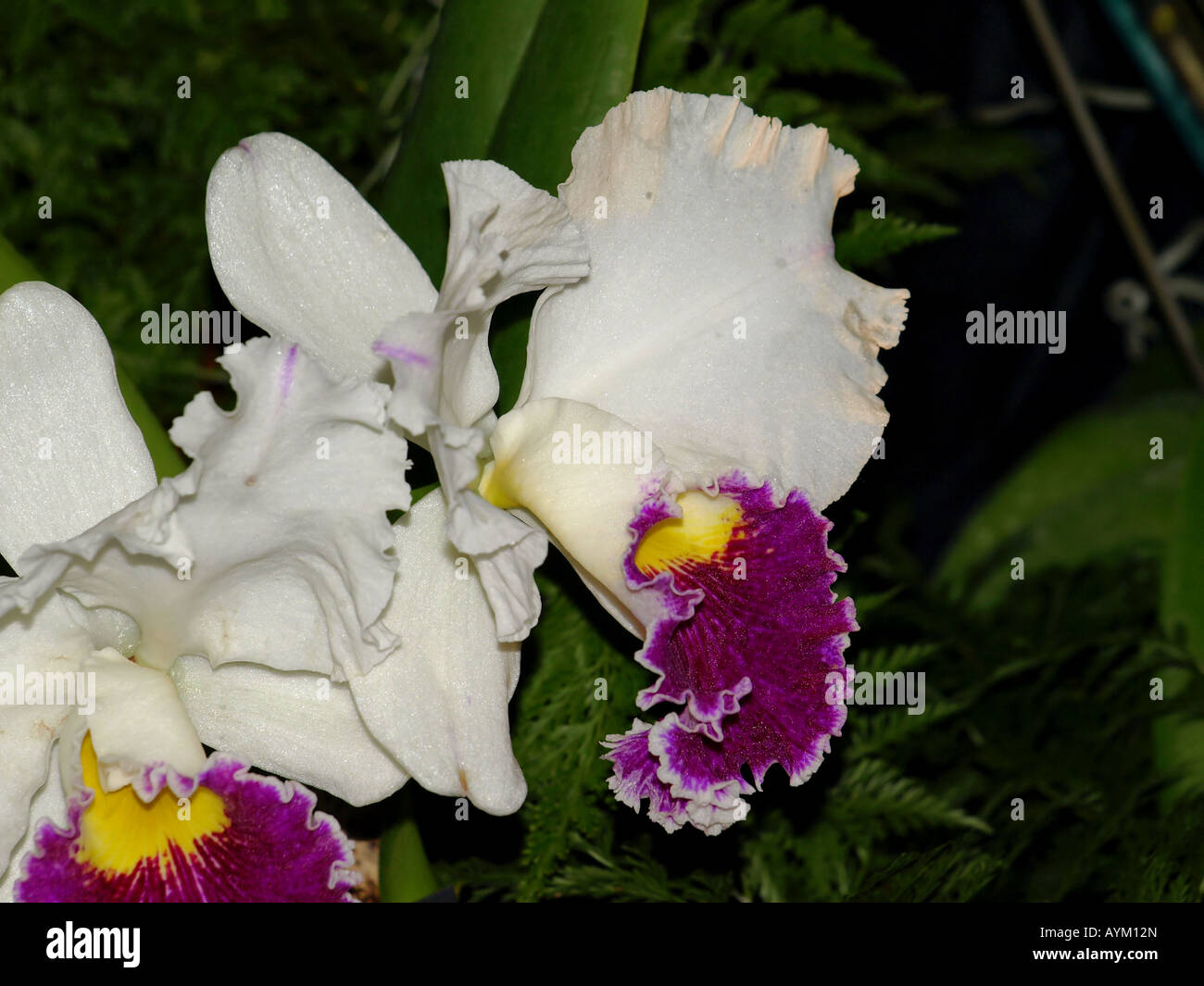 Violet rouge blanc Banque de photographies et d’images à haute ...