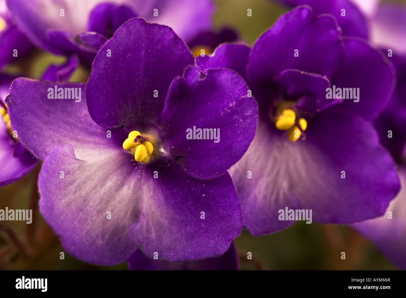 Violette africaines Banque de photographies et d’images à haute ...