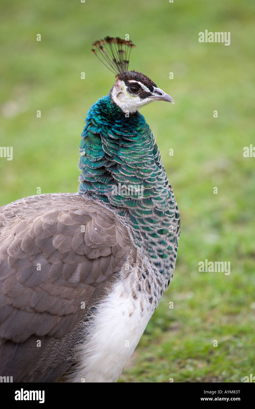 Paon femelle Banque de photographies et d’images à haute résolution - Alamy