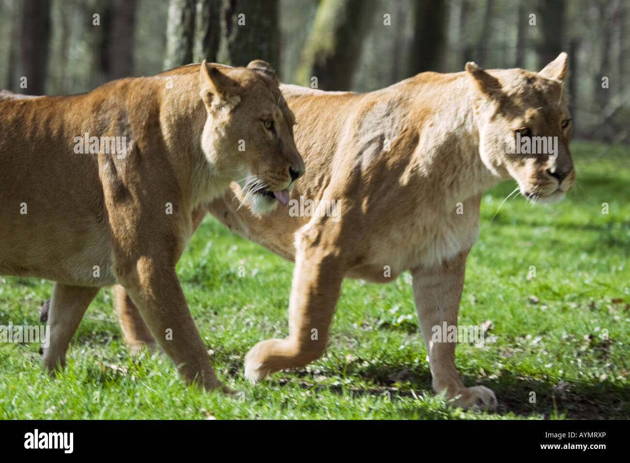 Lionne qui marche Banque de photographies et d’images à haute ...