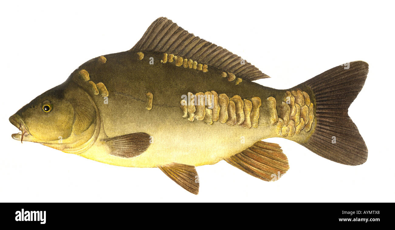 La carpe commune, carpe miroir (Cyprinus carpio), dessin Photo Stock ...