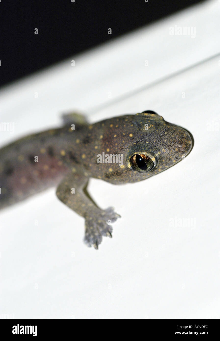 Symbolic gecko lizard symbol Banque de photographies et d’images à ...